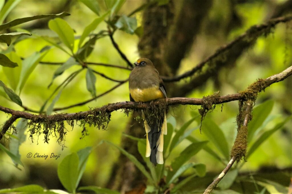 17 Days Ward’s Trogon Tour